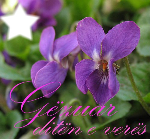 Dita E Veres Photo Frame Effect | Pixiz