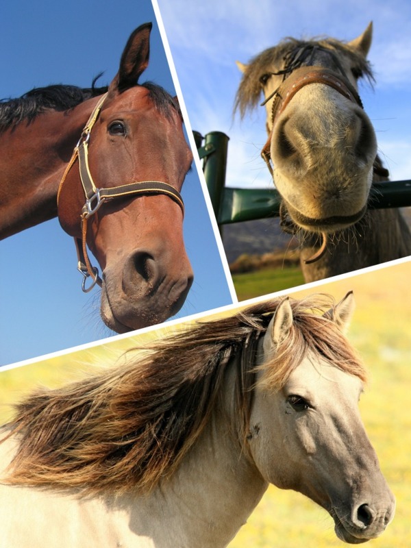 Colaje 3 fotografias Montaje Fotografico | Pixiz