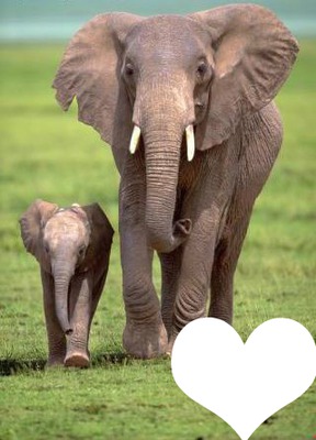 Elep Photo Frame Effect | Pixiz