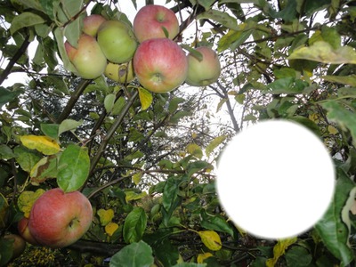 Pommettes rouges Montage photo | Pixiz