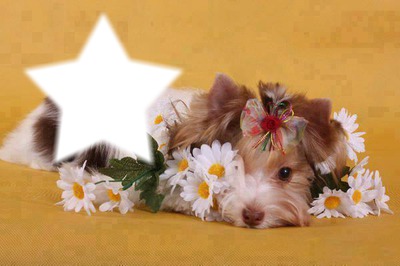 amiga Montage photo | Pixiz