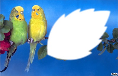 amouna Montage photo | Pixiz