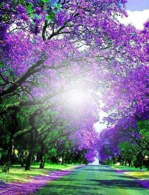 mauve montages photo [p. 2/3] | Pixiz