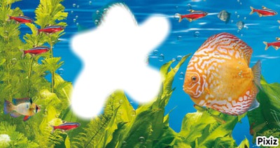 Aquarium Photo Frame Effect | Pixiz