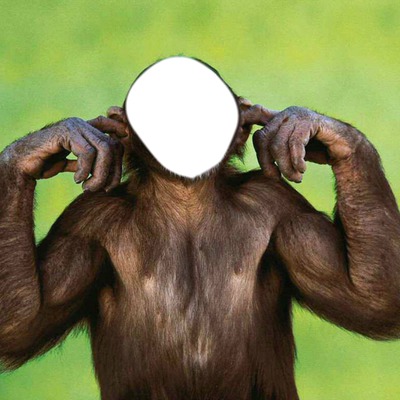 singerie Montaje fotografico | Pixiz