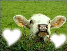 vache Montaje Fotografico | Pixiz