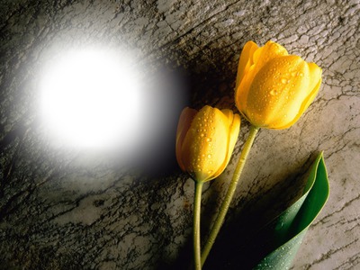 paront Montage photo | Pixiz