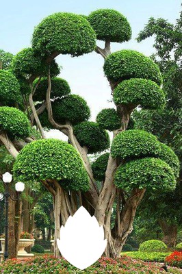 Natcher Photo Frame Effect | Pixiz