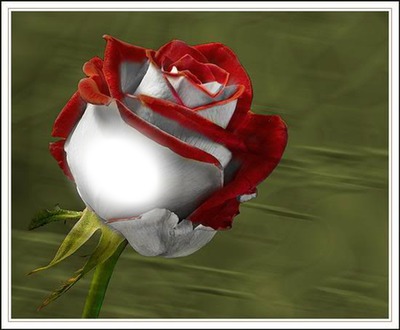 fgfg Montage photo | Pixiz