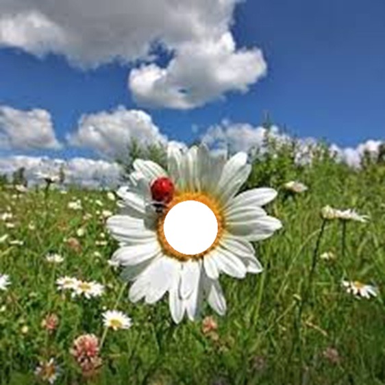 marguerite Montaje fotografico | Pixiz