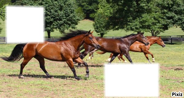 CHEVEAU Montaje Fotografico | Pixiz