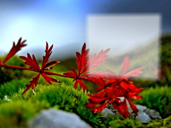 Matica Photo Frame Effect | Pixiz