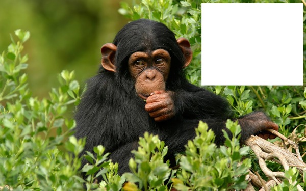 chango#2 Design Template | Pixiz