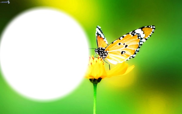 colaje Montage photo | Pixiz