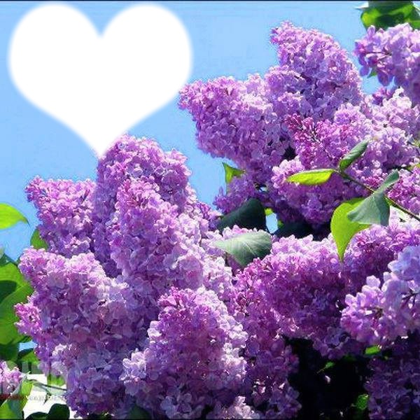 lilas Design Template | Pixiz