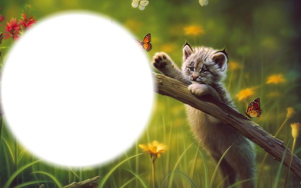 Colaje Photo Frame Effect | Pixiz