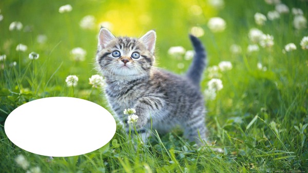 dfbf Montage photo | Pixiz