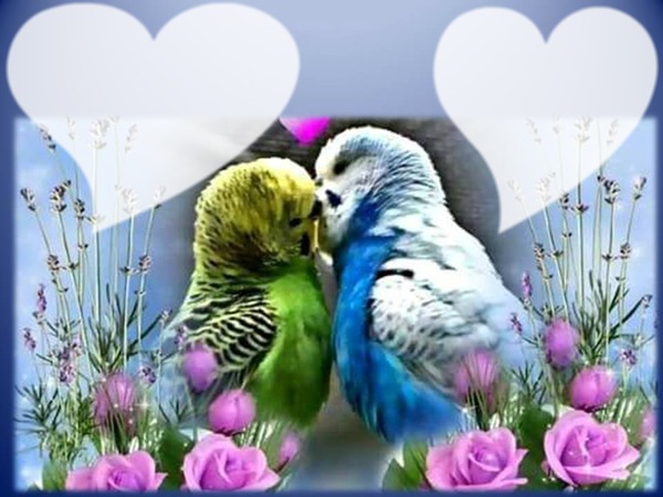 cotorritos Montaje fotografico | Pixiz