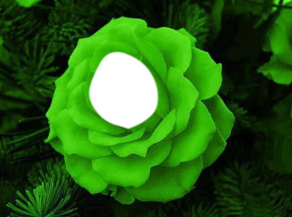 puni Design Template | Pixiz