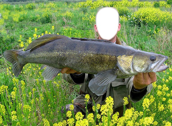 sandre Montage photo | Pixiz