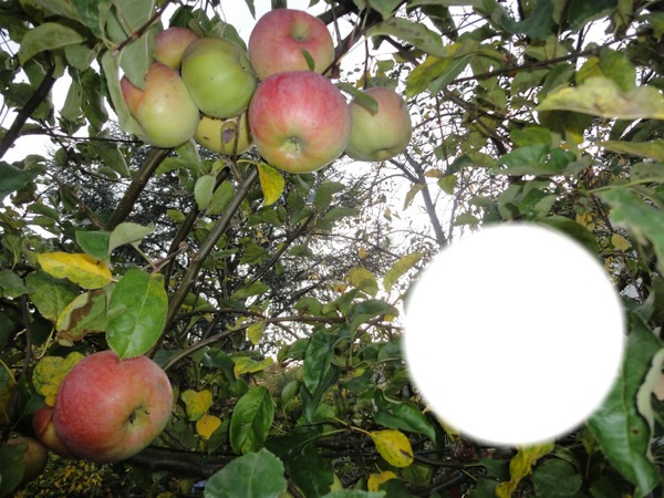 Pommettes rouges Montage photo | Pixiz