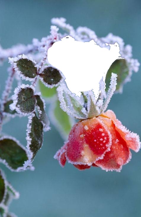 Dobar Dan Photo Frame Effect | Pixiz