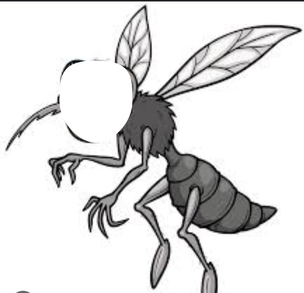 Mosquito Design Template | Pixiz