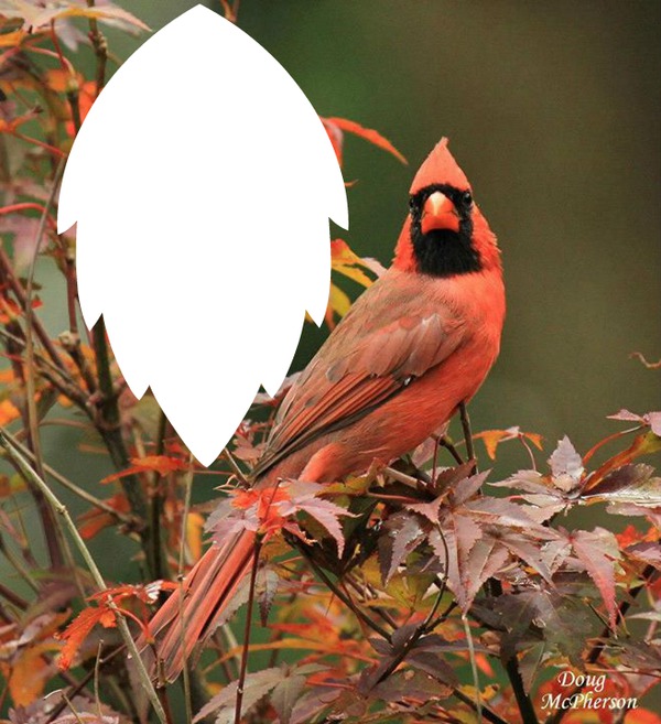 Cardinal Photo Frame Effect | Pixiz