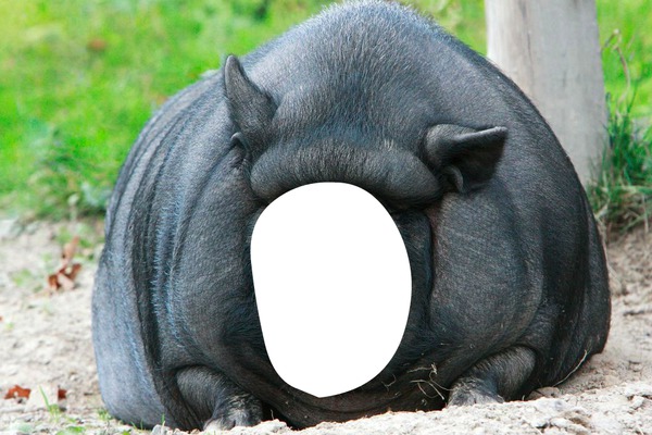 hbhj Photo frame effect | Pixiz