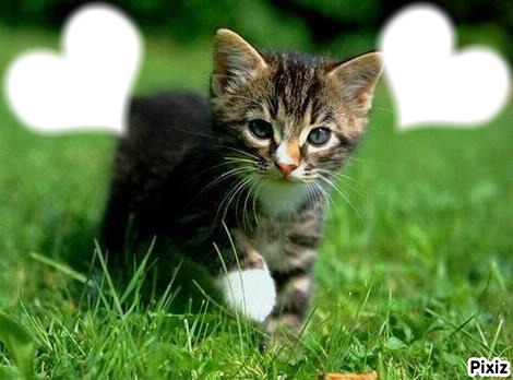 cromimi Montage photo | Pixiz