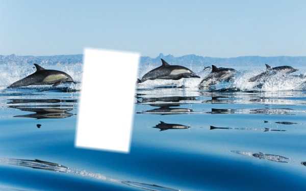 zentago Montaje fotografico | Pixiz