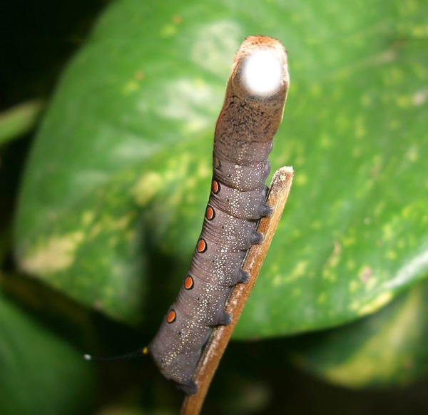 fffffffffffffff Montage photo | Pixiz