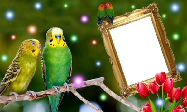 frames Montaje fotografico | Pixiz