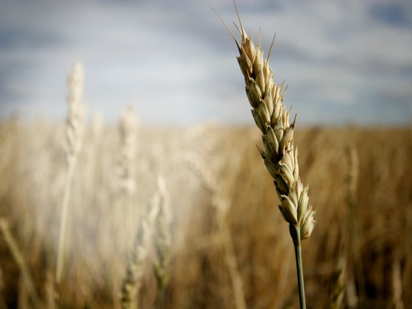 Trigo Design Template | Pixiz