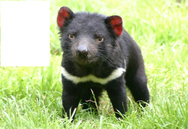 Dede Photo Frame Effect | Pixiz