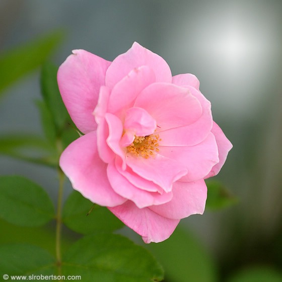 Paront Photo Frame Effect | Pixiz