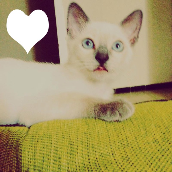 Oggy Photo Frame Effect | Pixiz