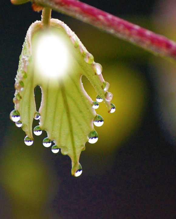 fgfg Design Template | Pixiz