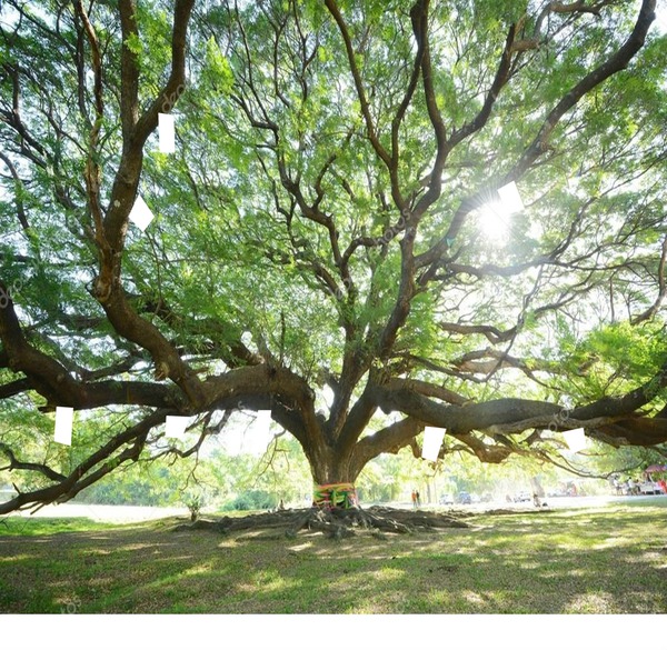 Dedé Photo Frame Effect | Pixiz