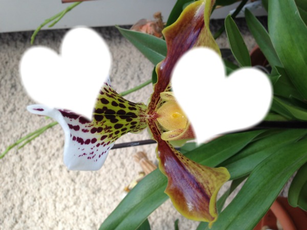 Nous Photo Frame Effect | Pixiz