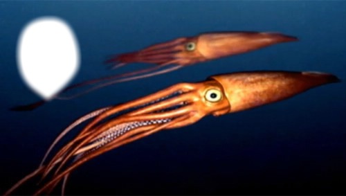 Calamar Géant Photo Frame Effect | Pixiz