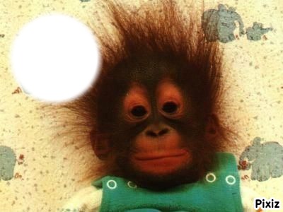 MDRR Montage photo | Pixiz