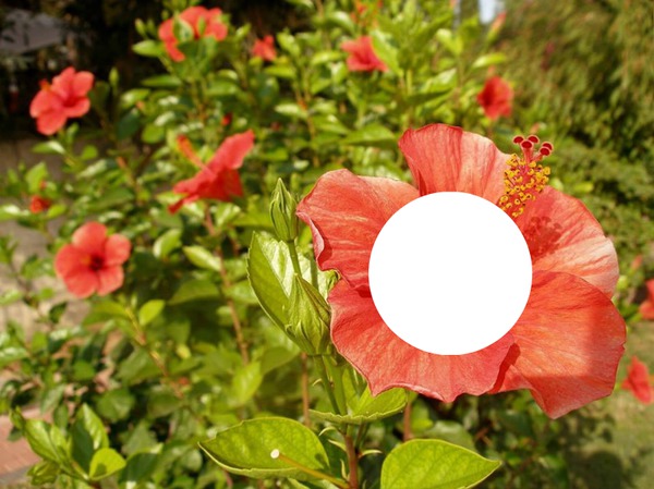 NJUYT Design Template | Pixiz