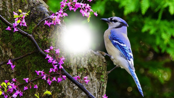 NATURE Photo Frame Effect | Pixiz