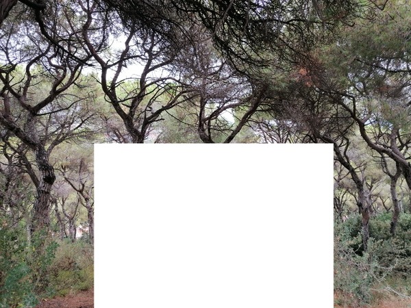 Turo Photo Frame Effect | Pixiz