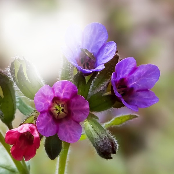 srculence Montaje fotografico | Pixiz