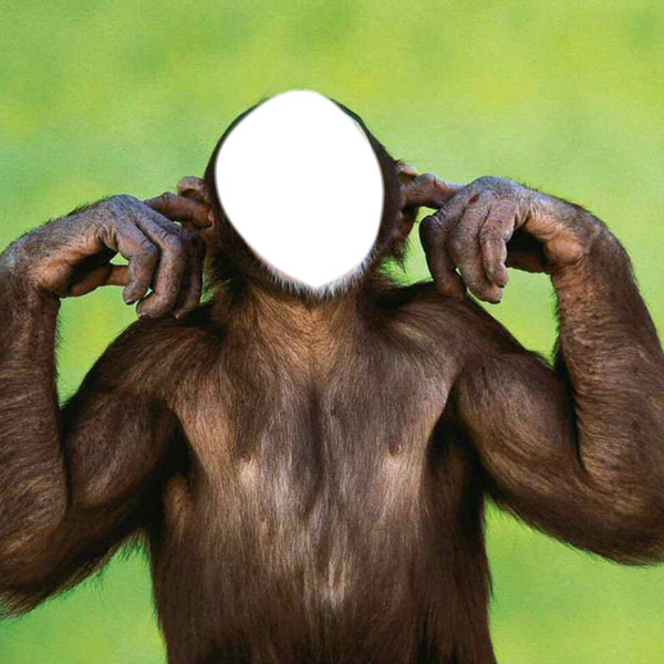 Singerie Montaje fotografico | Pixiz