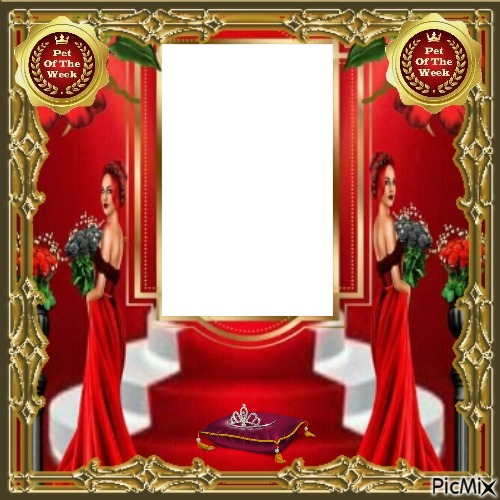 Congratulations Photo Frame Effect | Pixiz