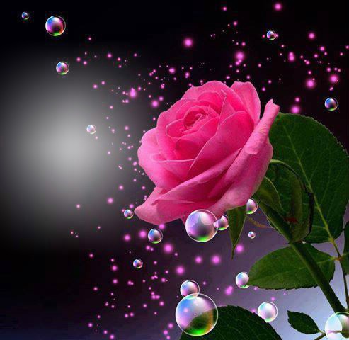 Rose Photo Frame Effect | Pixiz