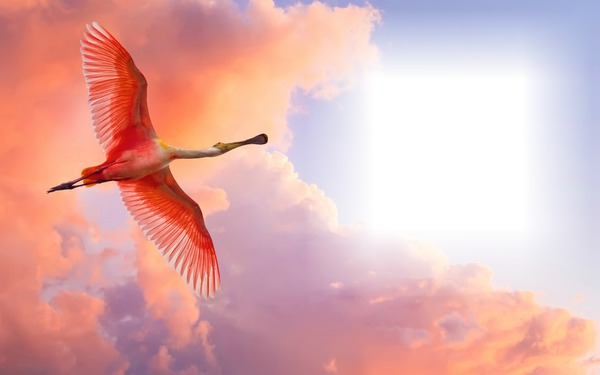 sami Montage photo | Pixiz